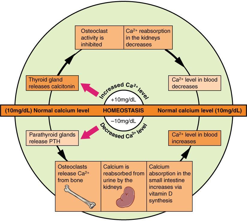Calcium Homeostasis Interactions Of The Skeletal System And Other Calcium Homeostasis Interactions Of The Skeletal System And Other