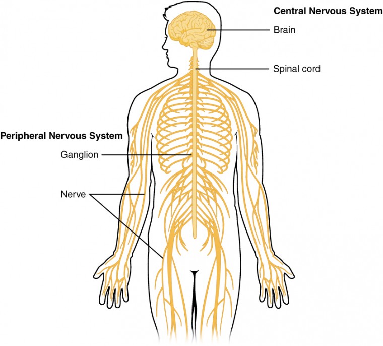 Basic Structure And Function Of The Nervous System Anatomy And