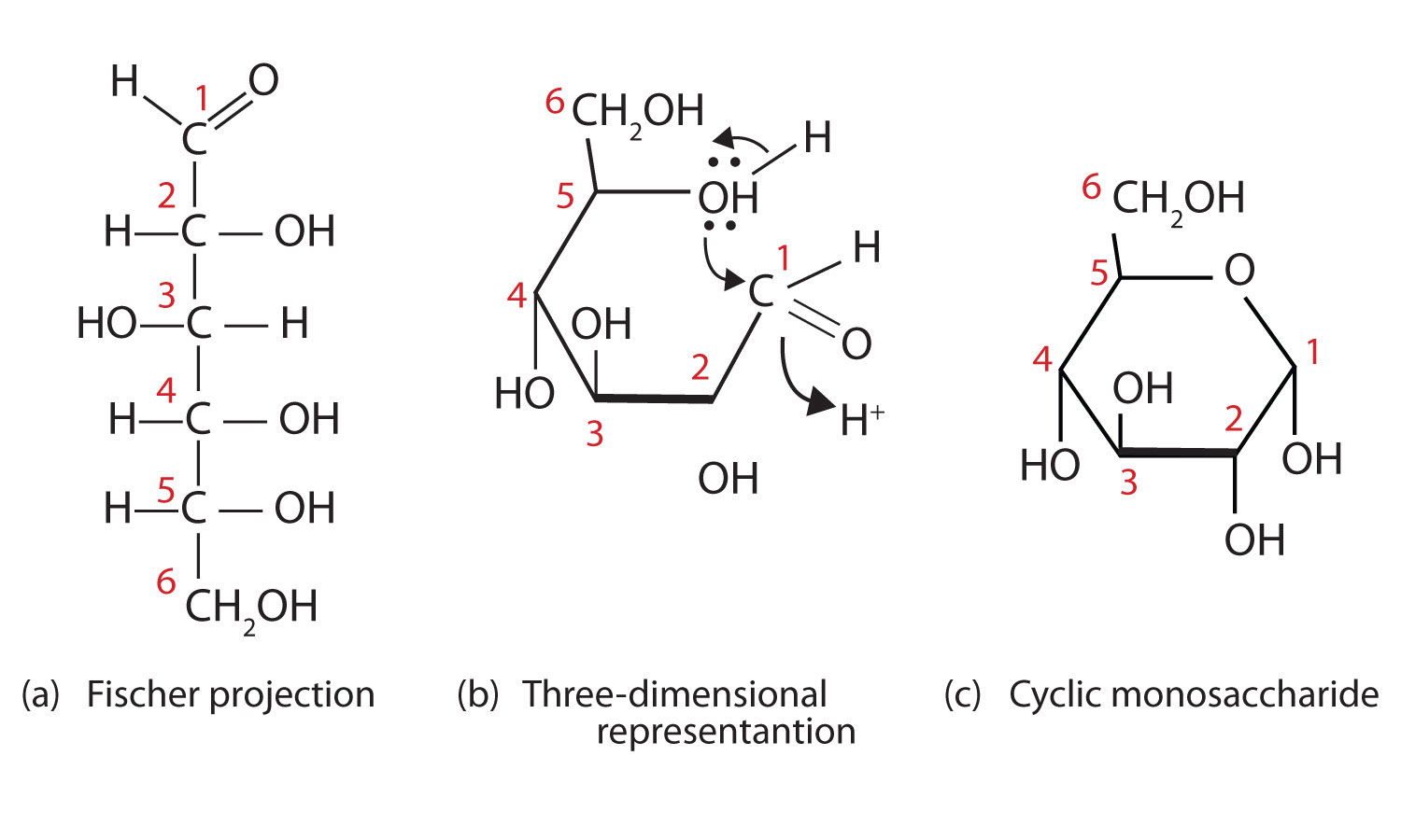 16 4 Cyclic Structures Of Monosaccharides The Basics Of General 