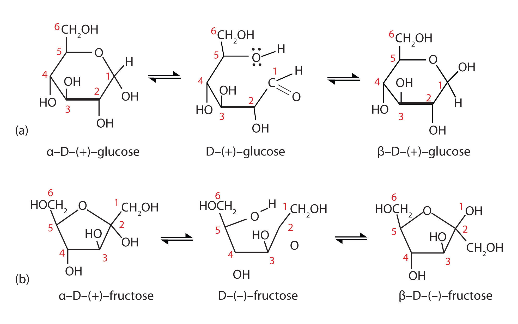 16 4 Cyclic Structures Of Monosaccharides The Basics Of General