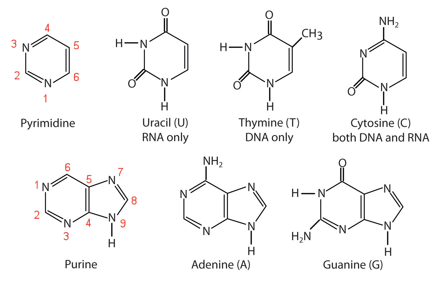 19 1 Nucleotides The Basics Of General Organic And Biological Chemistry 19 1 Nucleotides The Basics Of General Organic And Biological Chemistry