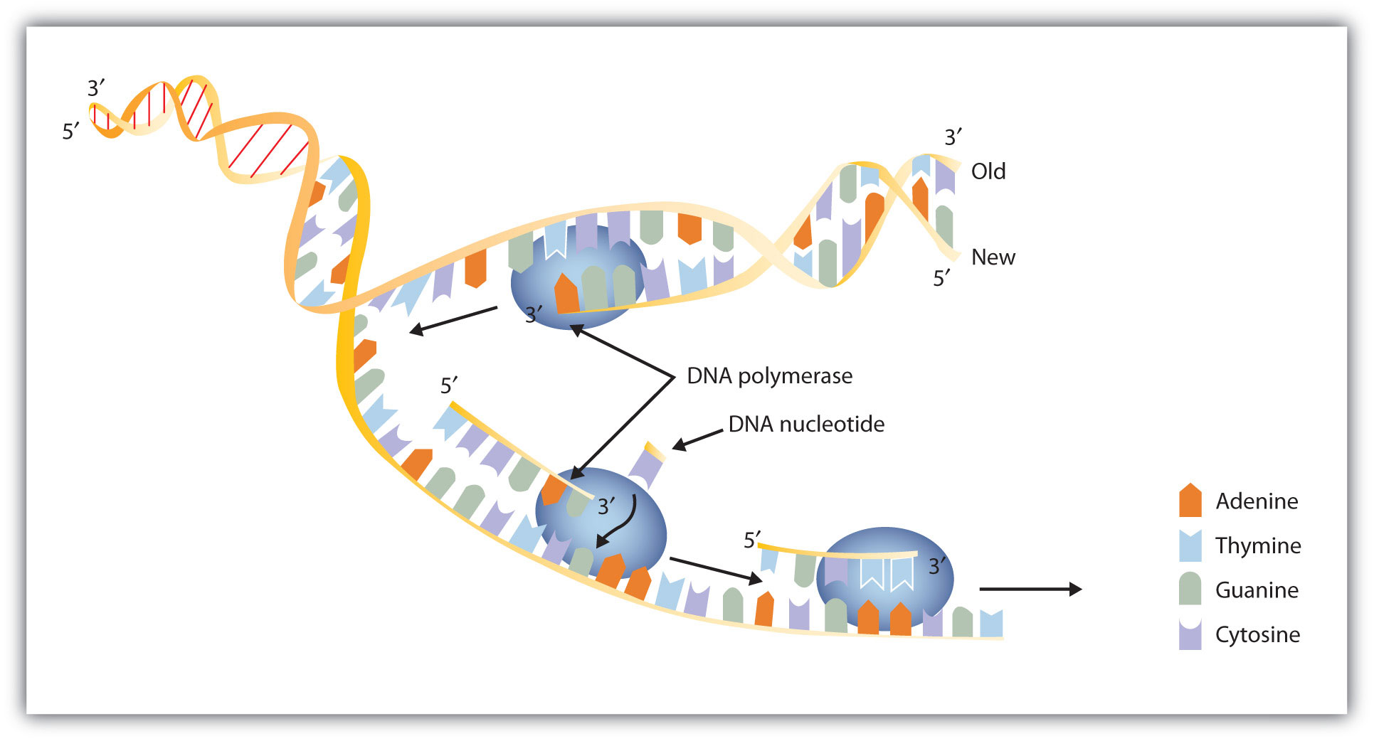 19 3 Replication And Expression Of Genetic Information The Basics Of 