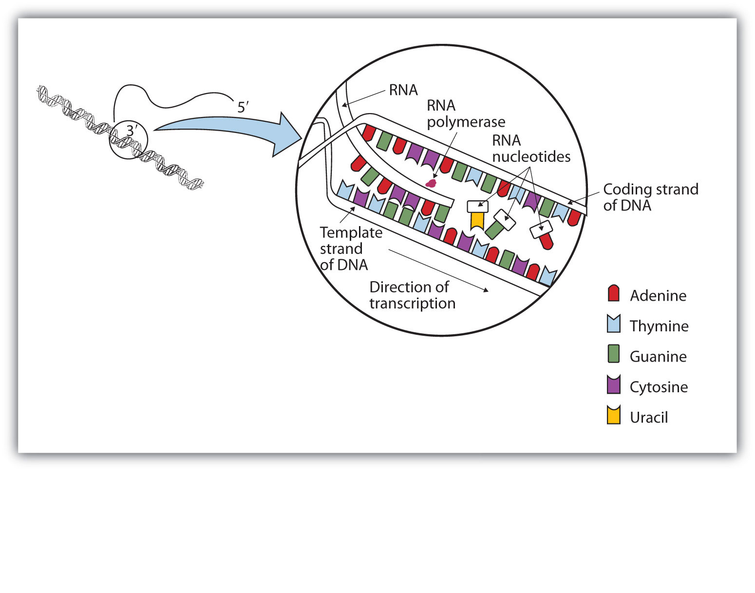 19 3 Replication And Expression Of Genetic Information The Basics Of 
