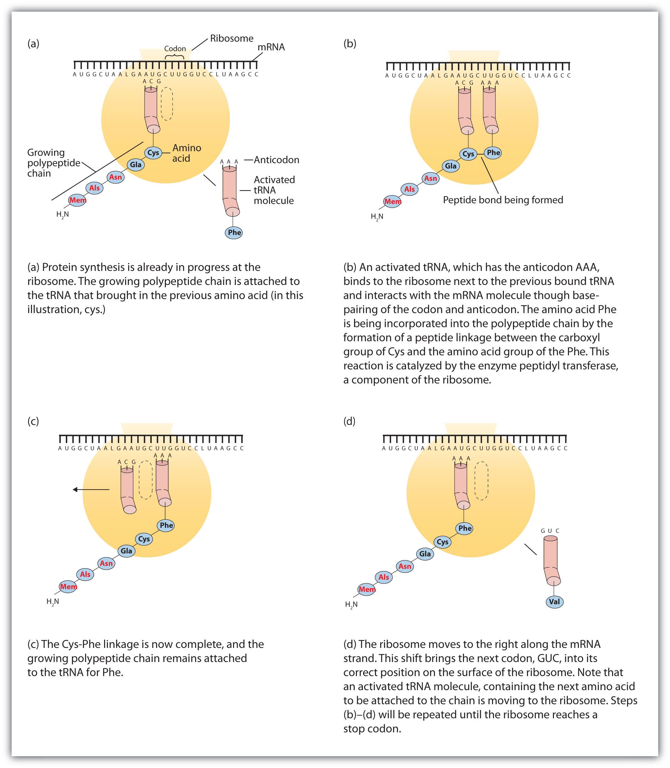 19 4 Protein Synthesis And The Genetic Code The Basics Of General