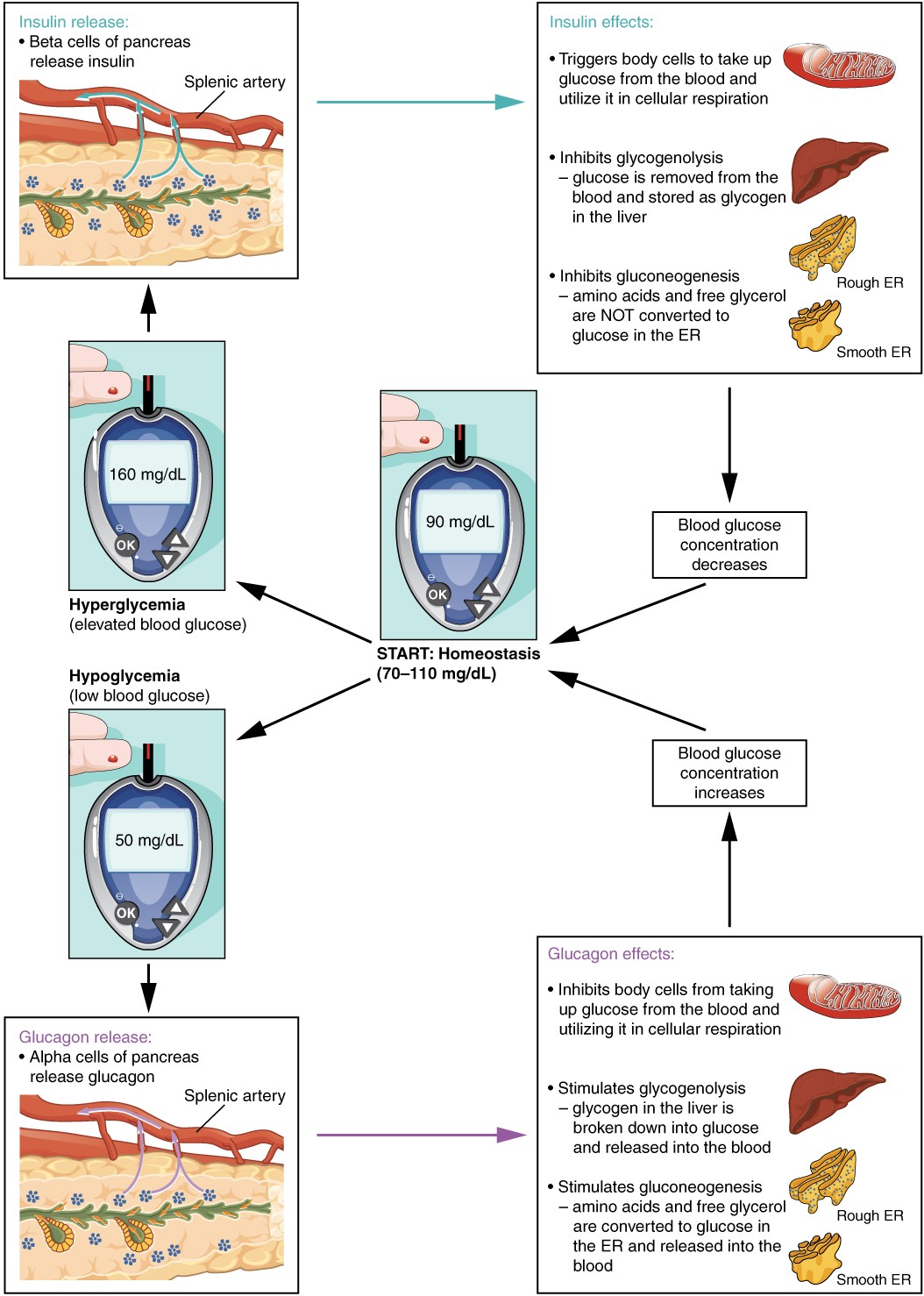 The Endocrine Pancreas Glucose Homeostasis 2023 