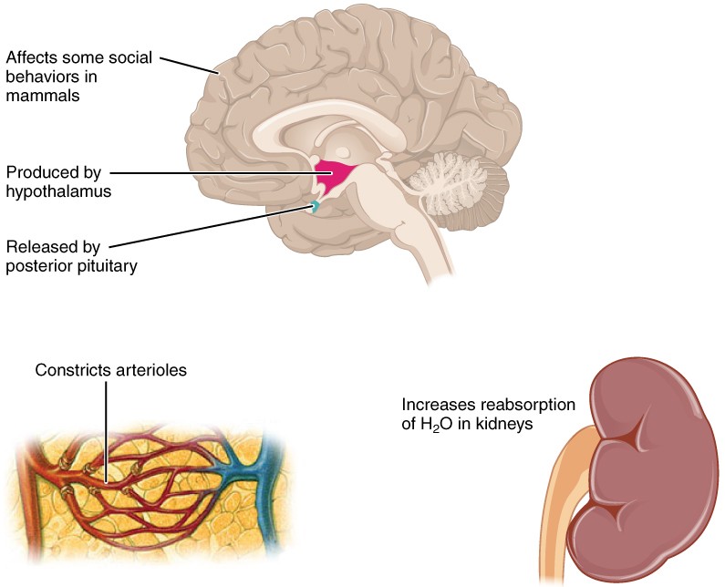 The Urinary System And Homeostasis Water And Electrolyte Balance The Urinary System And Homeostasis Water And Electrolyte Balance