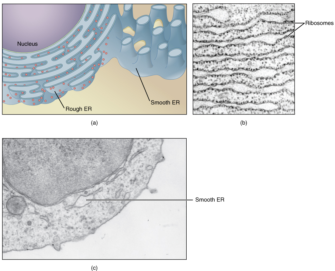 3.2 The Cytoplasm and Cellular Organelles | Anatomy and Physiology
