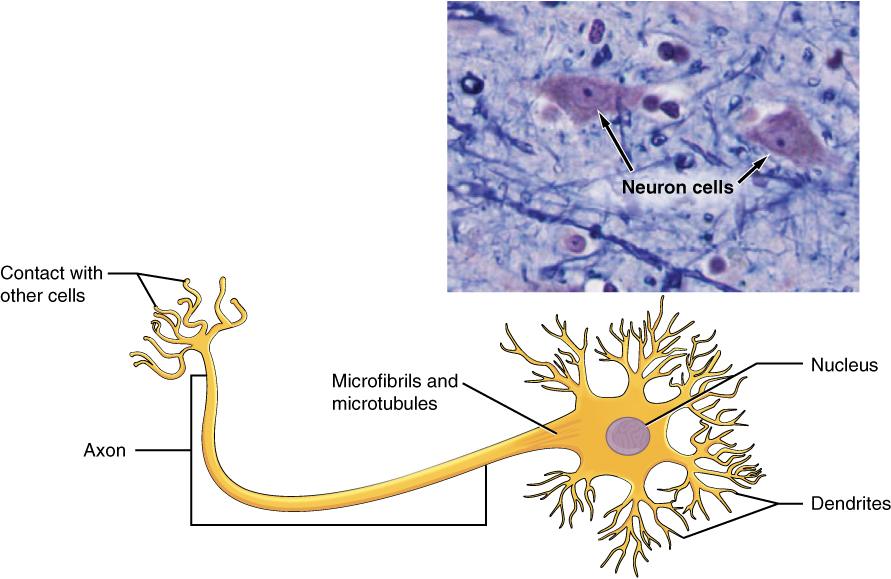 4.5 Nervous Tissue Mediates Perception and Response | Anatomy and ...