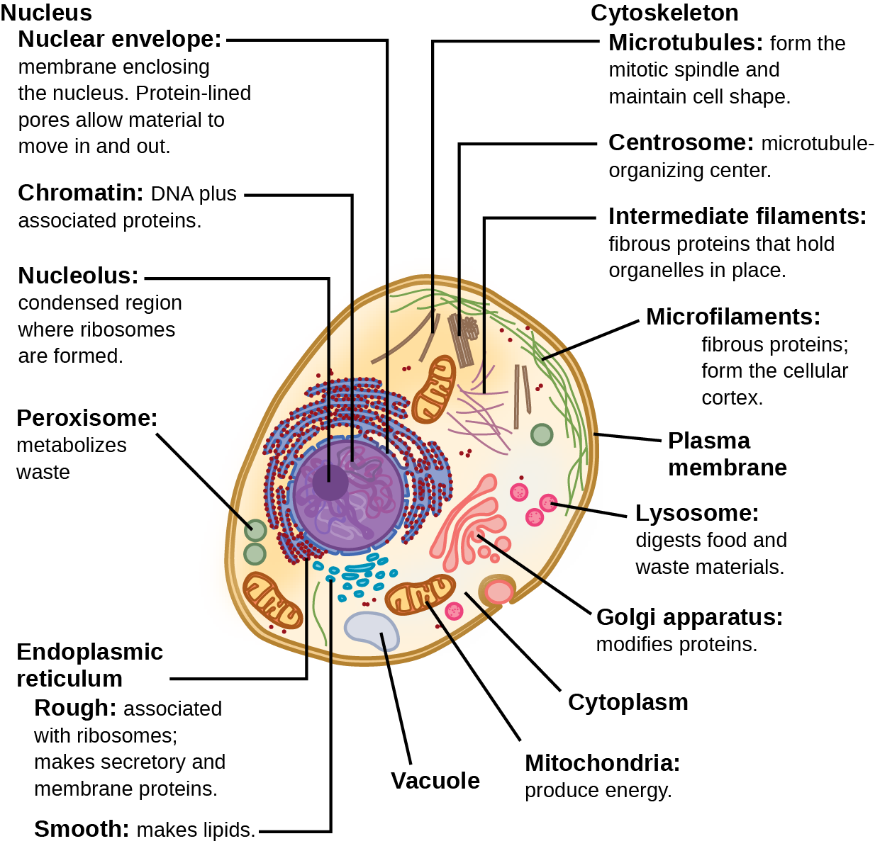 Does Animal Cells Not Have A Cell Wall A Cell Wall Is The Wall Of A Cell In Plants 