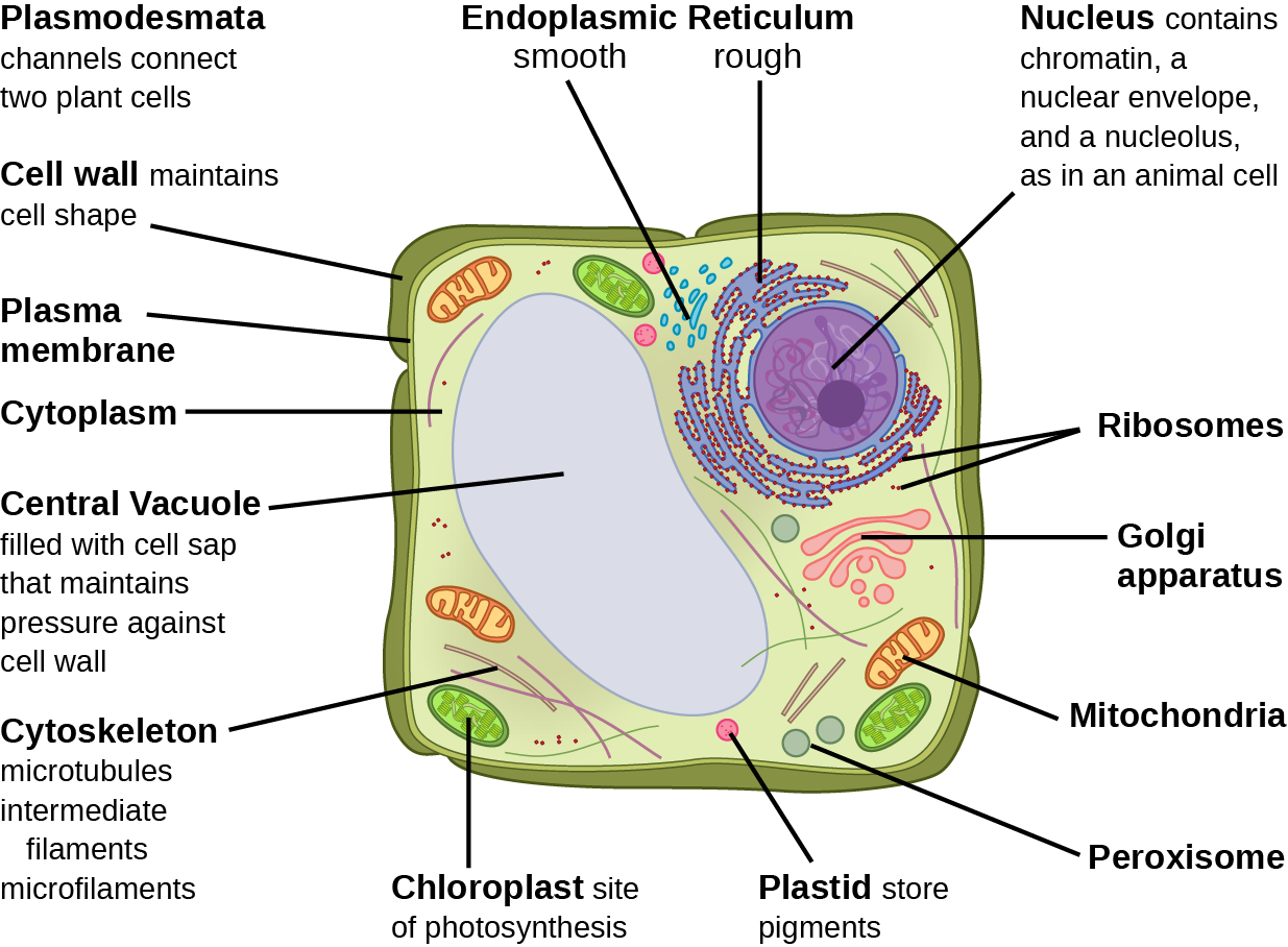 Eukaryotic Cells OpenStax Biology 2e