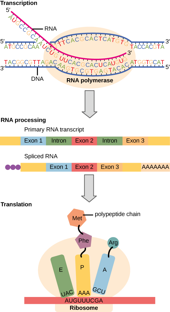 The Genetic Code OpenStax Biology 2e