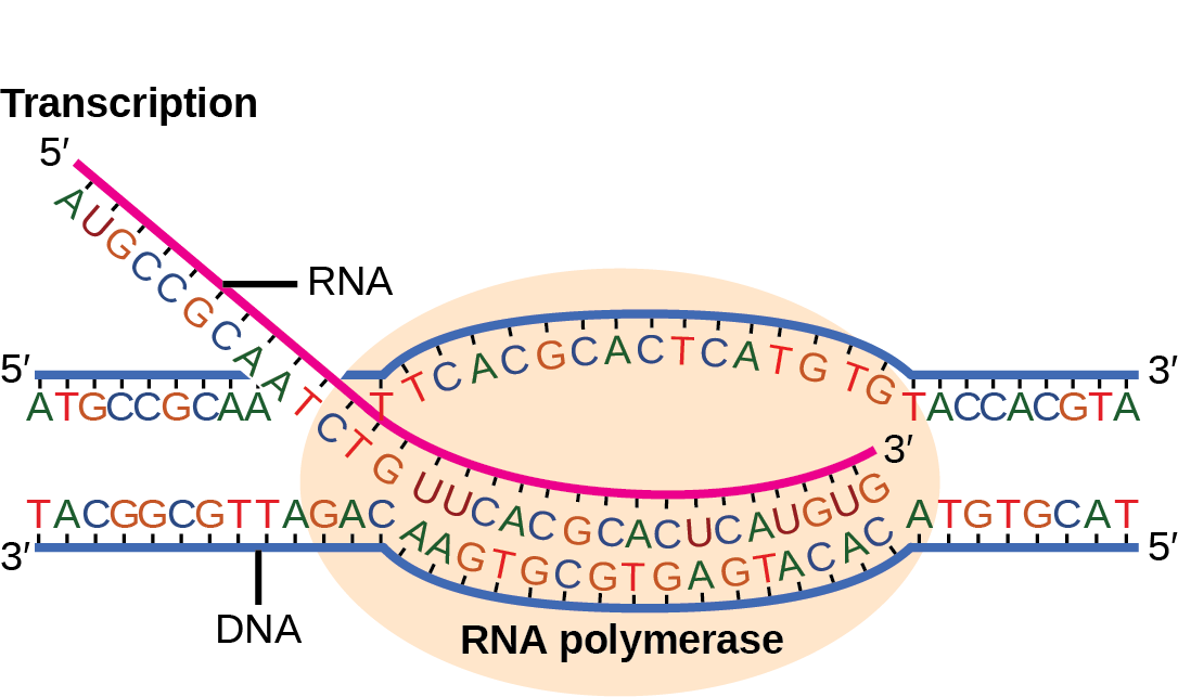 Prokaryotic Transcription OpenStax Biology 2e