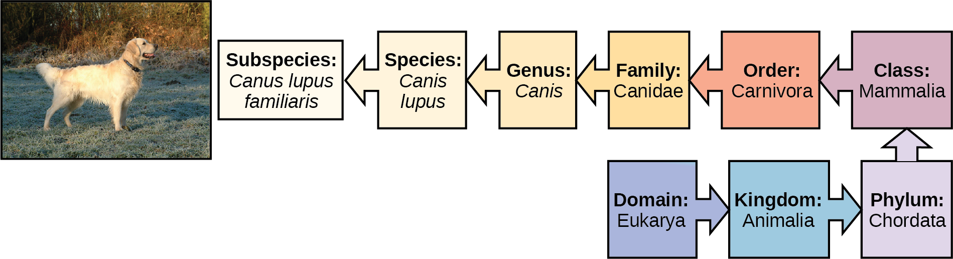 Organizing Life On Earth OpenStax Biology 2e