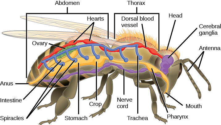 Superphylum Ecdysozoa Arthropods OpenStax Biology 2e