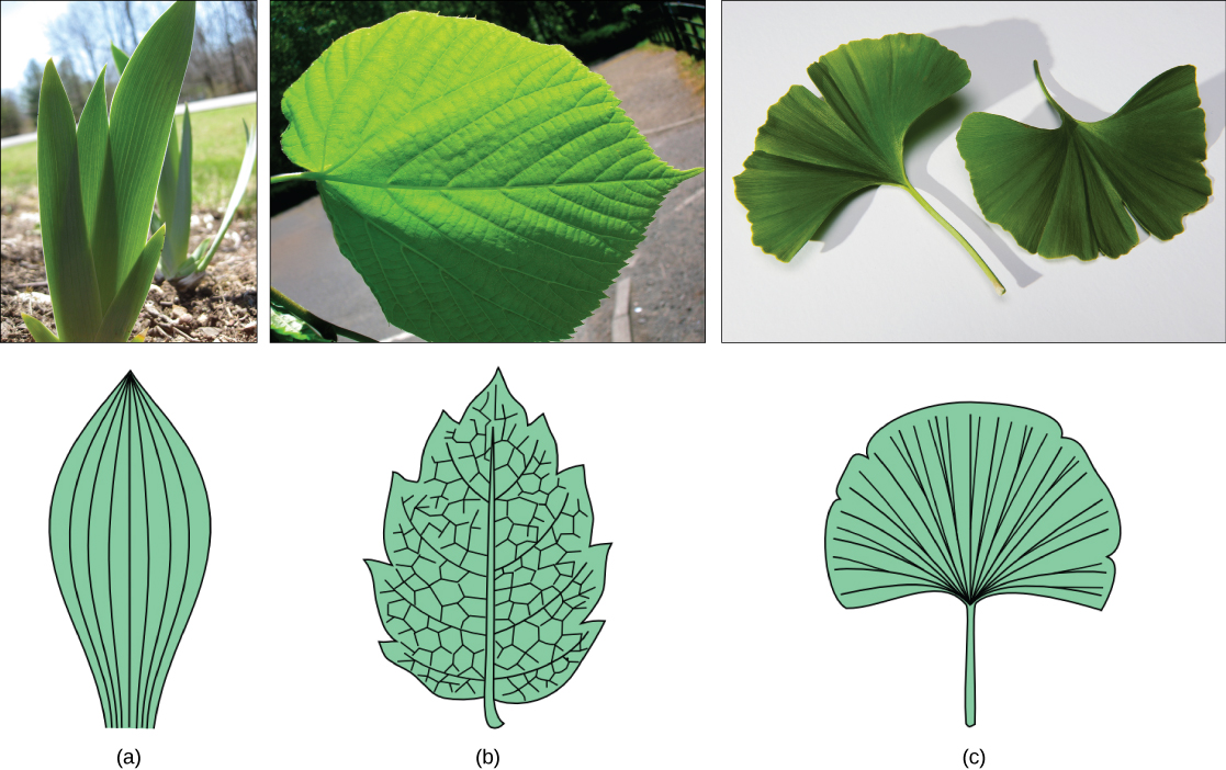  Parallel Leaves Examples 
