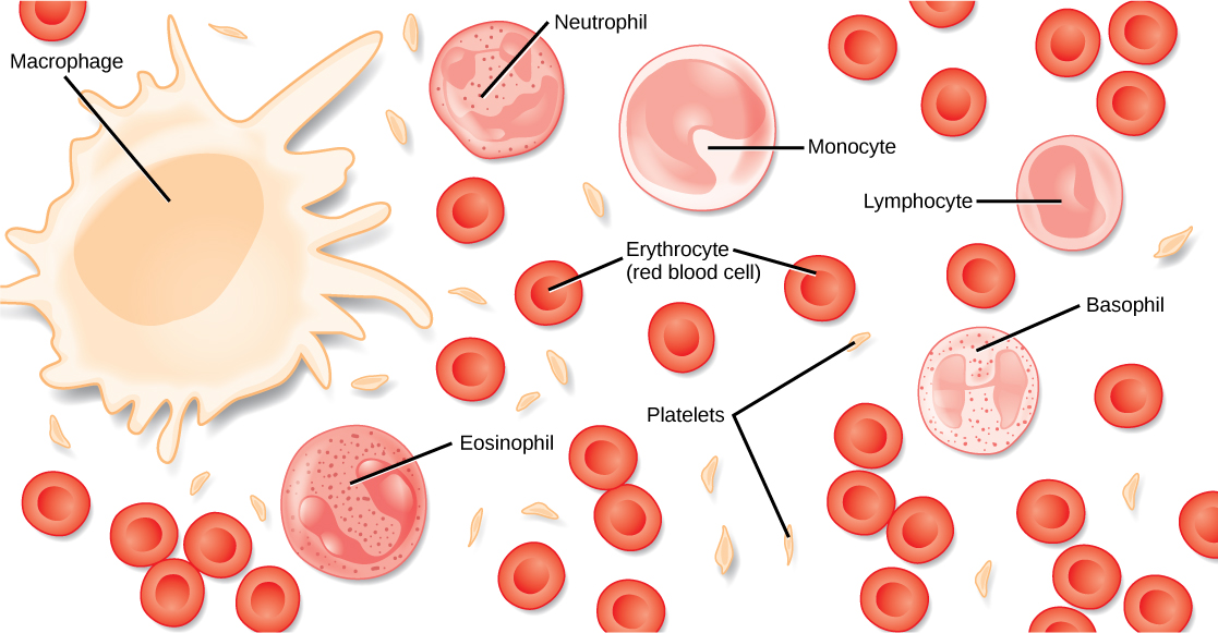 Animal Primary Tissues OpenStax Biology 2e