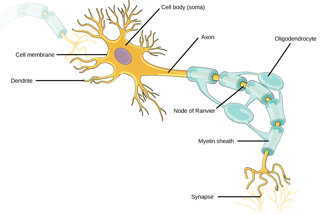 Neurons And Glial Cells BIO103 Human Biology
