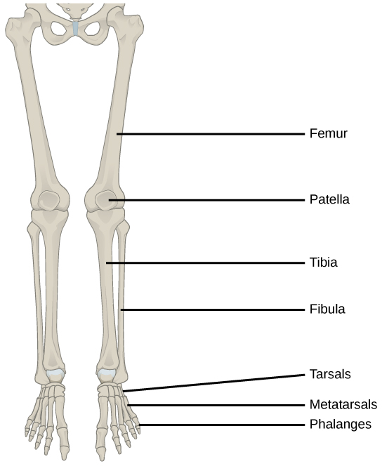 Types Of Skeletal Systems OpenStax Biology 2e Types Of Skeletal Systems OpenStax Biology 2e