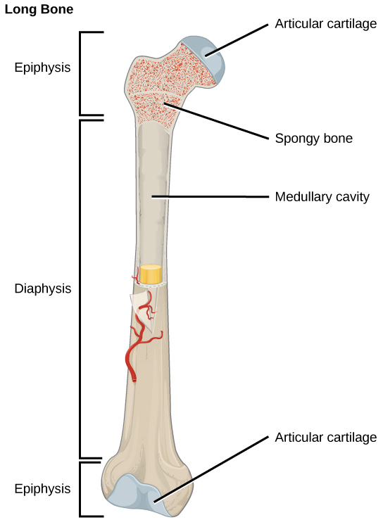 Bone OpenStax Biology 2e