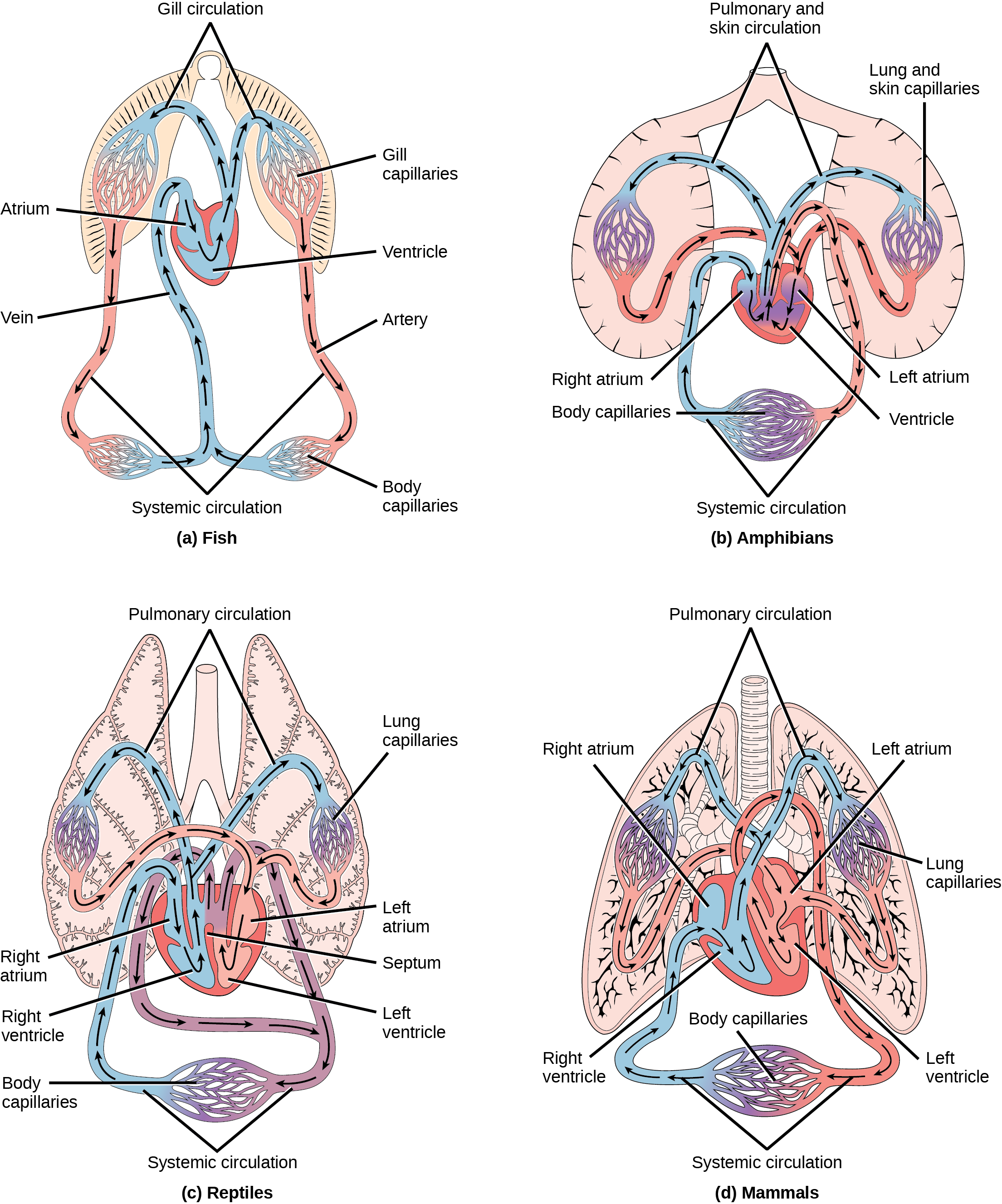 Overview Of The Circulatory System OpenStax Biology 2e