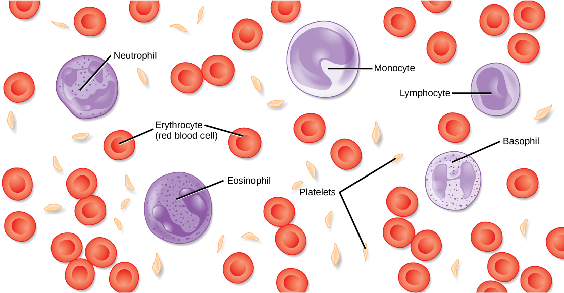 Components Of The Blood OpenStax Biology 2e