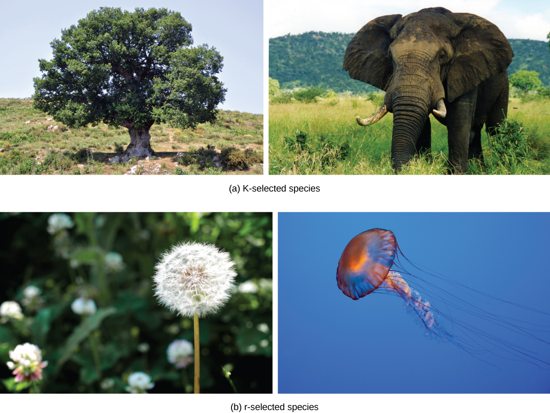 Population Dynamics And Regulation OpenStax Biology 2e Population Dynamics And Regulation OpenStax Biology 2e