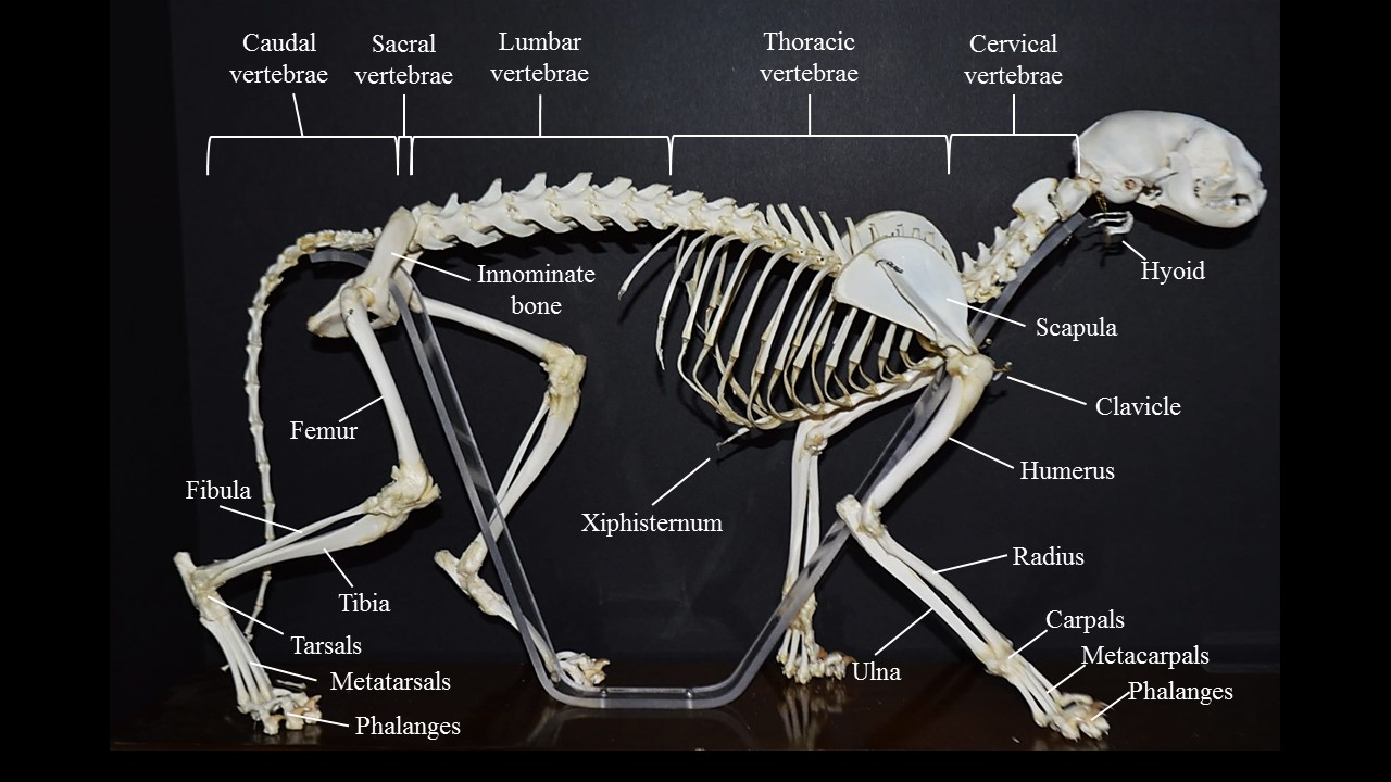 Cat Skeleton Overview Atlas Of Comparative Vertebrate Anatomy Cat Skeleton Overview Atlas Of Comparative Vertebrate Anatomy