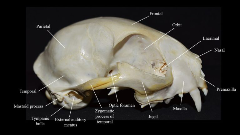 Cat skull | Atlas of Comparative Vertebrate Anatomy