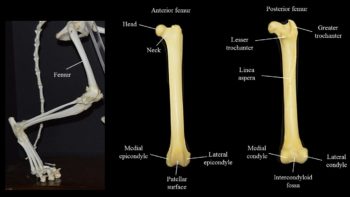 Cat limbs | Atlas of Comparative Vertebrate Anatomy