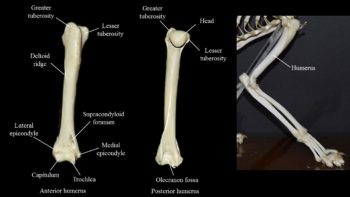 Cat limbs | Atlas of Comparative Vertebrate Anatomy