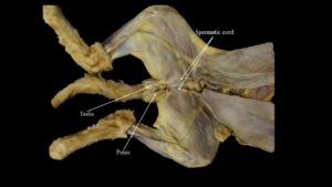 Cat urogenital systems | Atlas of Comparative Vertebrate Anatomy