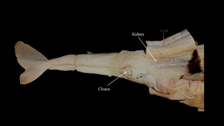 Squalus urogenital systems | Atlas of Comparative Vertebrate Anatomy