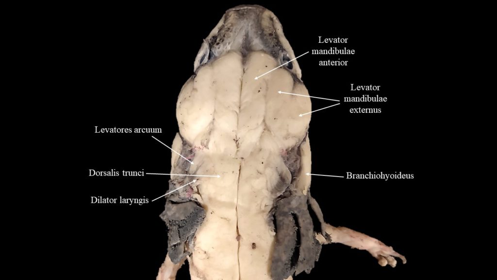 Necturus musculature | Atlas of Comparative Vertebrate Anatomy