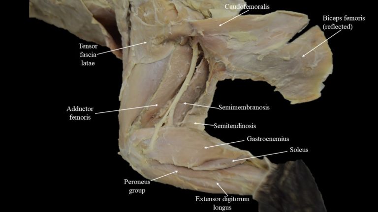 Cat musculature | Atlas of Comparative Vertebrate Anatomy
