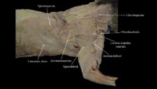 Cat musculature | Atlas of Comparative Vertebrate Anatomy