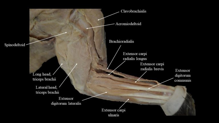 Cat musculature | Atlas of Comparative Vertebrate Anatomy