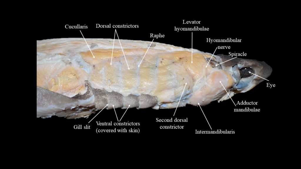 Squalus musculature | Atlas of Comparative Vertebrate Anatomy