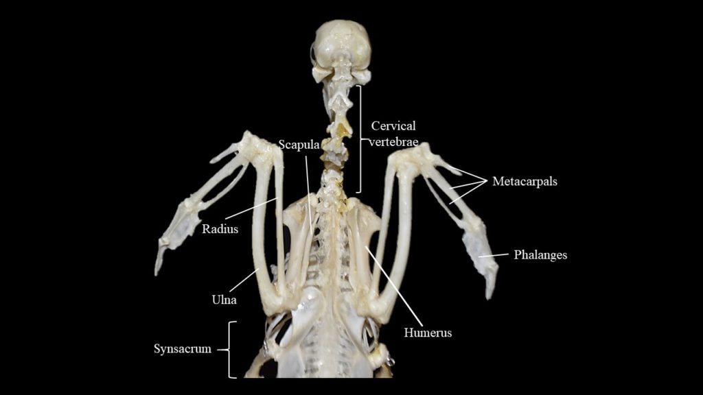 Pigeon skeleton | Atlas of Comparative Vertebrate Anatomy