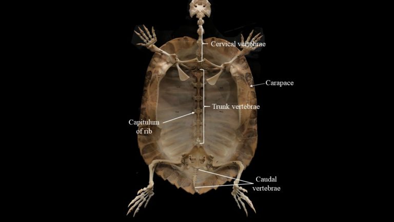 Turtle skeleton | Atlas of Comparative Vertebrate Anatomy