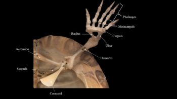 Turtle skeleton | Atlas of Comparative Vertebrate Anatomy
