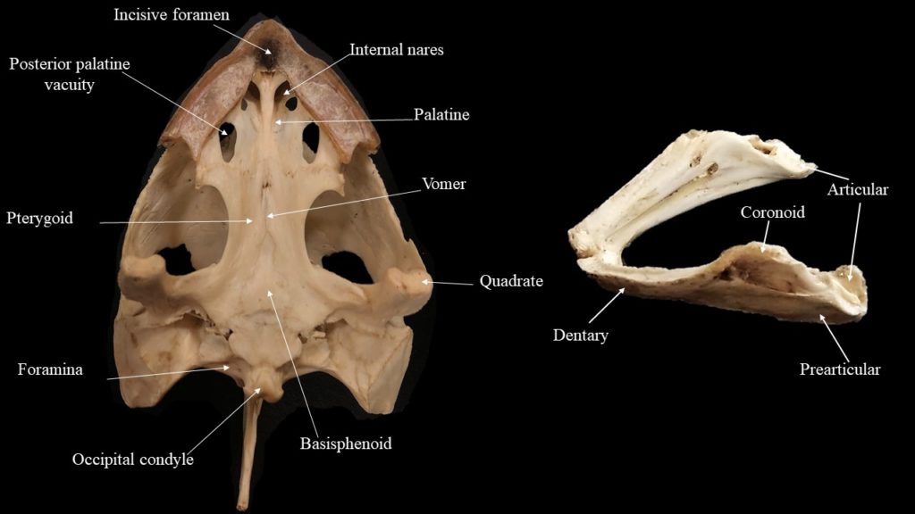 Turtle skull | Atlas of Comparative Vertebrate Anatomy