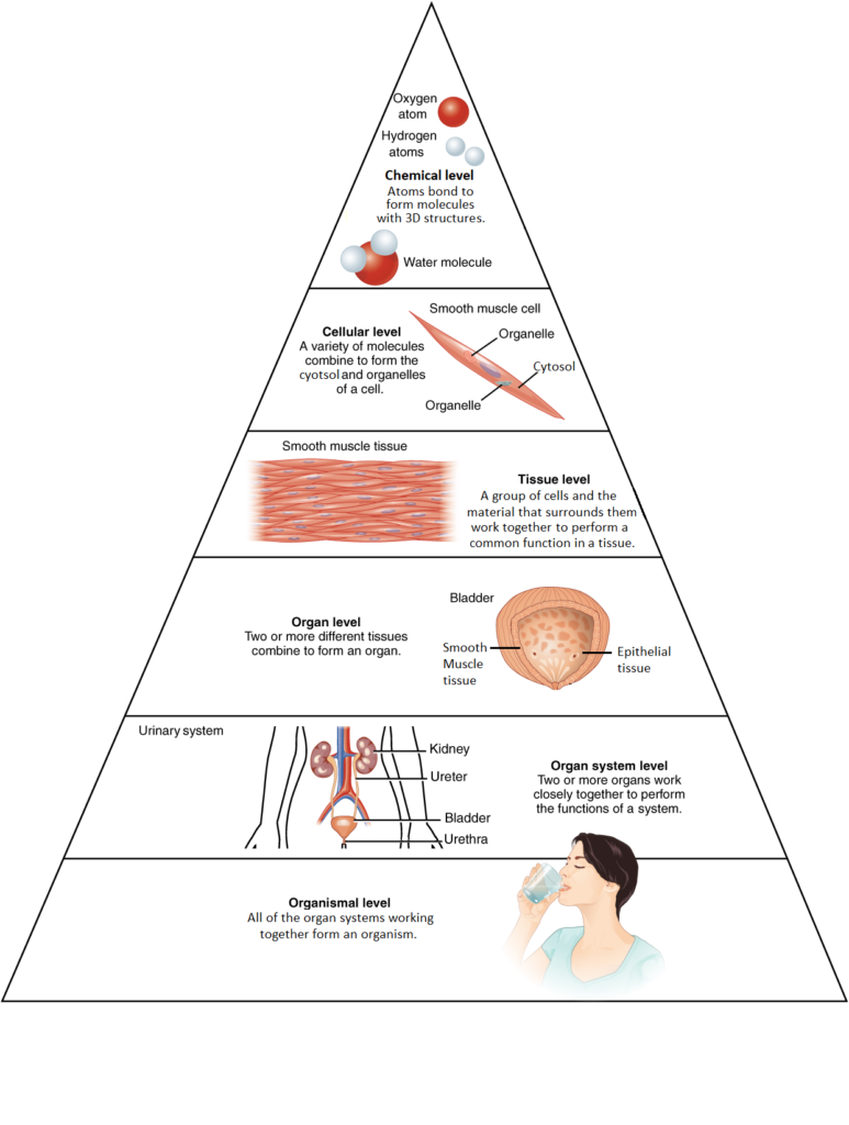 Structural Organization of the Human Body | Anatomy