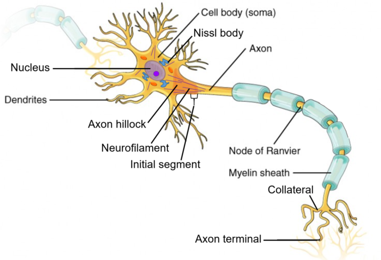 Nervous Tissue | Anatomy