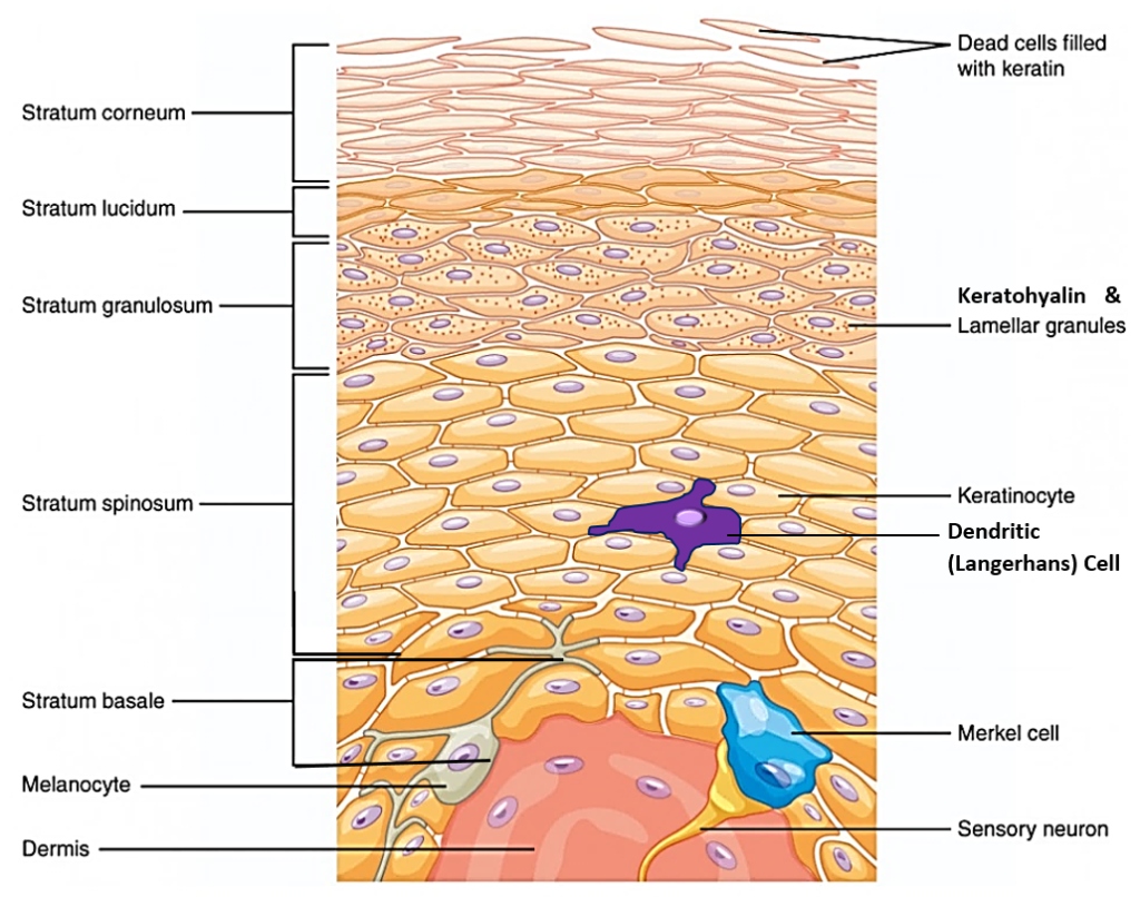 Layers of the Skin | Anatomy