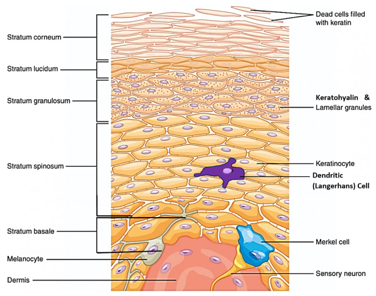 Layers of the Skin | Anatomy