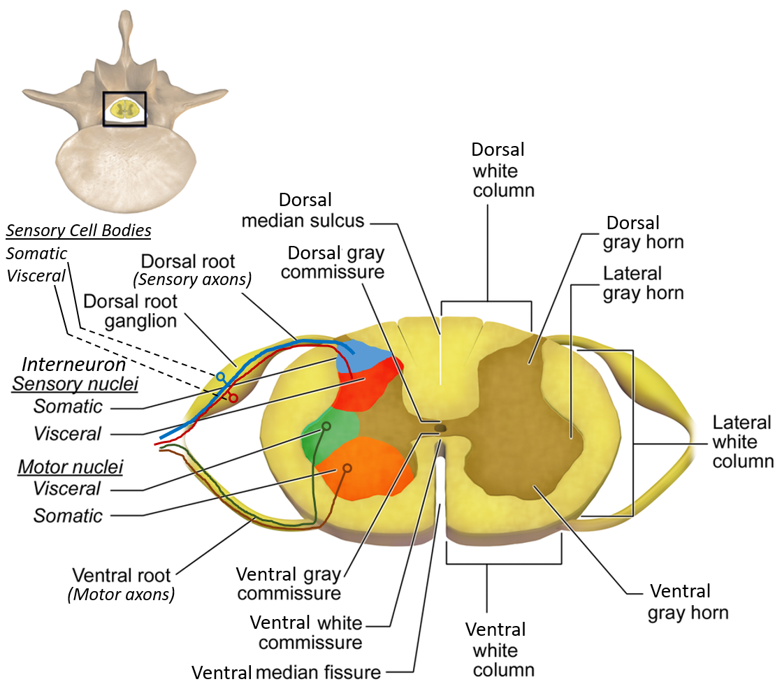 Spinal Cord Cross Section Anatomy