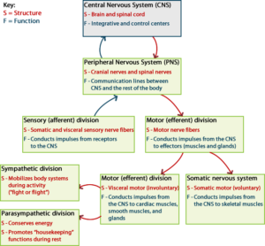 Introduction to the Autonomic Nervous System | Anatomy