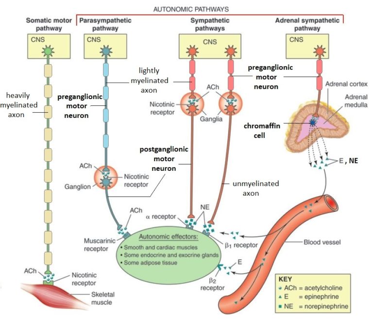 Introduction to the Autonomic Nervous System | Anatomy