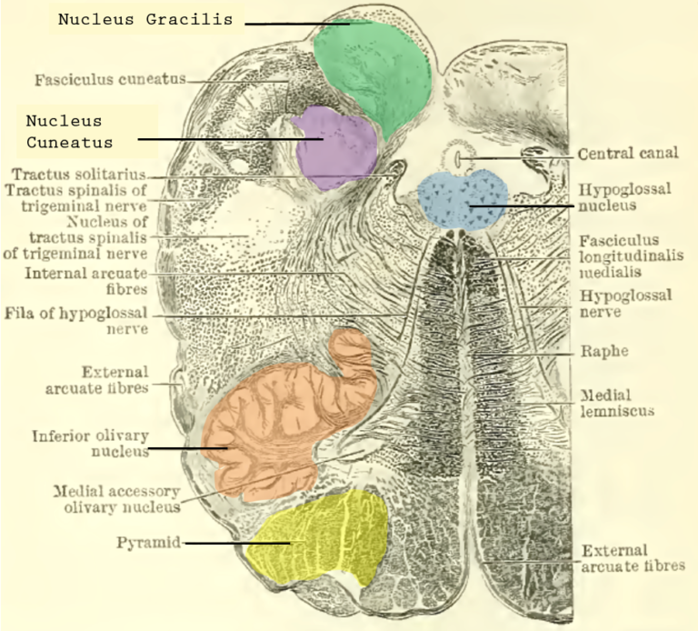 Brainstem: Medulla Oblongata, Pons, and Midbrain | Anatomy