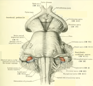 Brainstem: Medulla Oblongata, Pons, and Midbrain | Anatomy